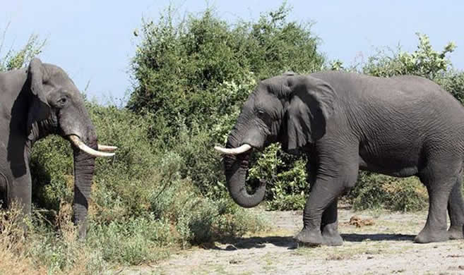 Celebrity elephant crushes owner to death – De Realpower Digital Media ...